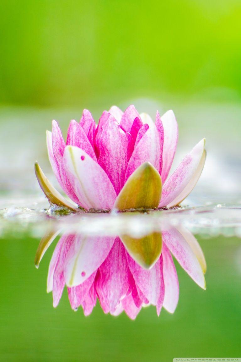 Lily iPhone Wallpapers - Top Free Lily iPhone Backgrounds - WallpaperAccess