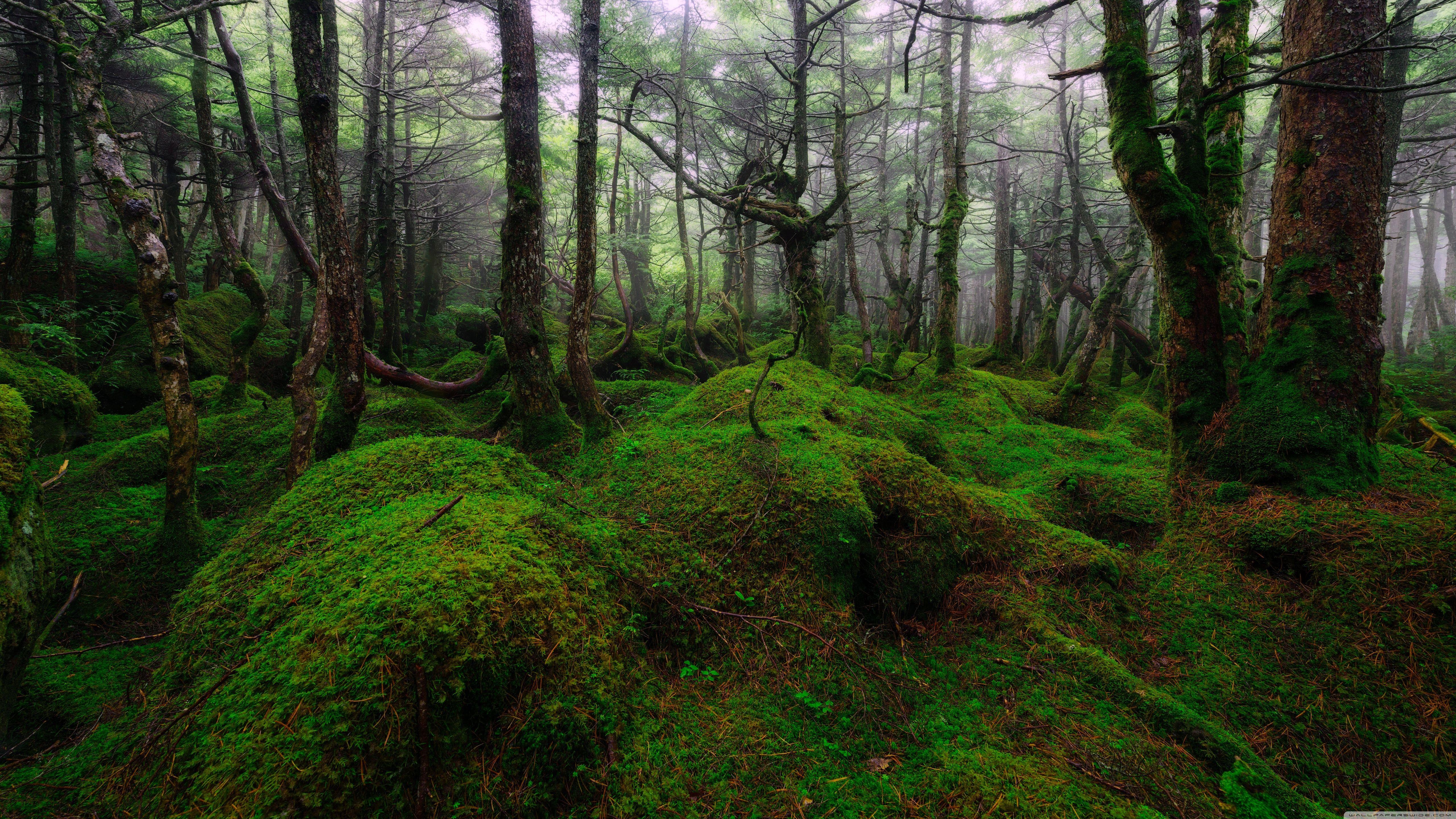 Jungle Desktop Wallpapers - Top Free Jungle Desktop Backgrounds ...