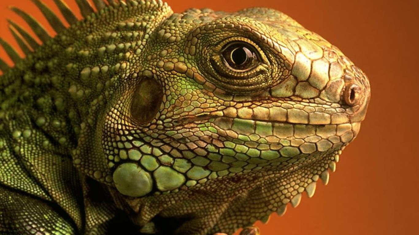 Lizard Desktop Wallpapers - Top Free Lizard Desktop Backgrounds ...