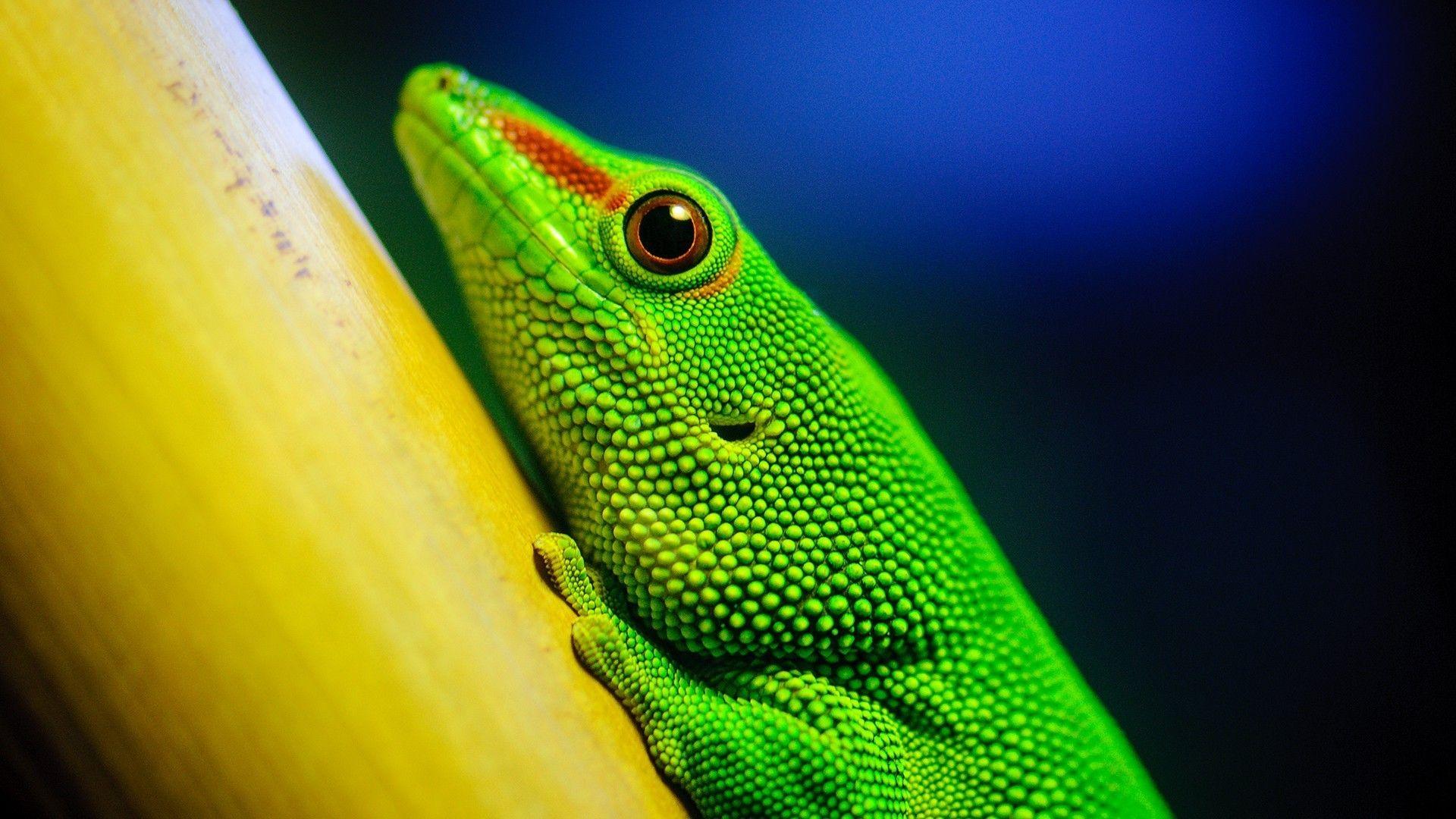 Lizard Desktop Wallpapers - Top Free Lizard Desktop Backgrounds ...