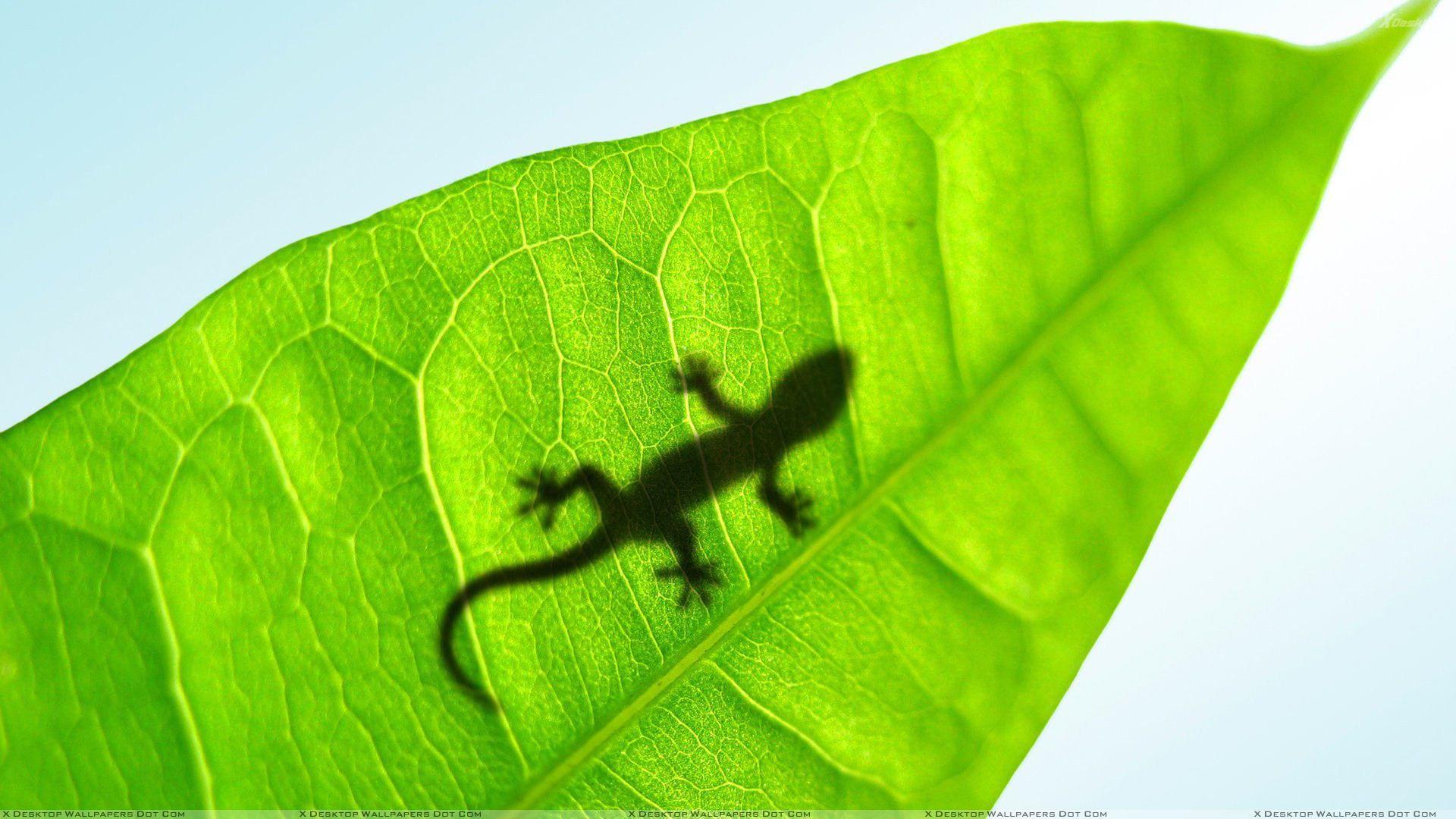 Lizard Desktop Wallpapers - Top Free Lizard Desktop Backgrounds ...