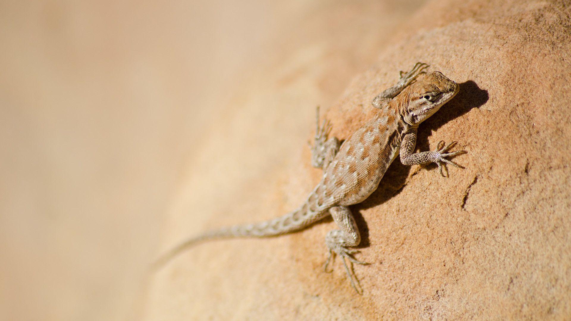 Lizard Desktop Wallpapers - Top Free Lizard Desktop Backgrounds ...