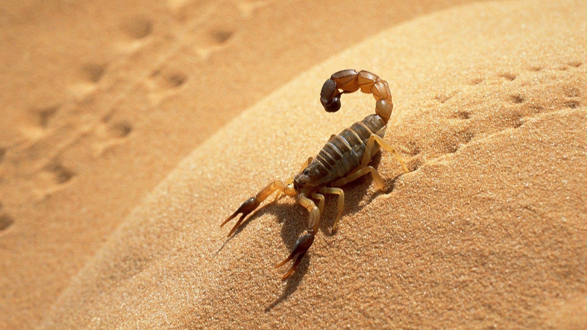 Scorpion Desktop Wallpapers - Top Free Scorpion Desktop Backgrounds ...