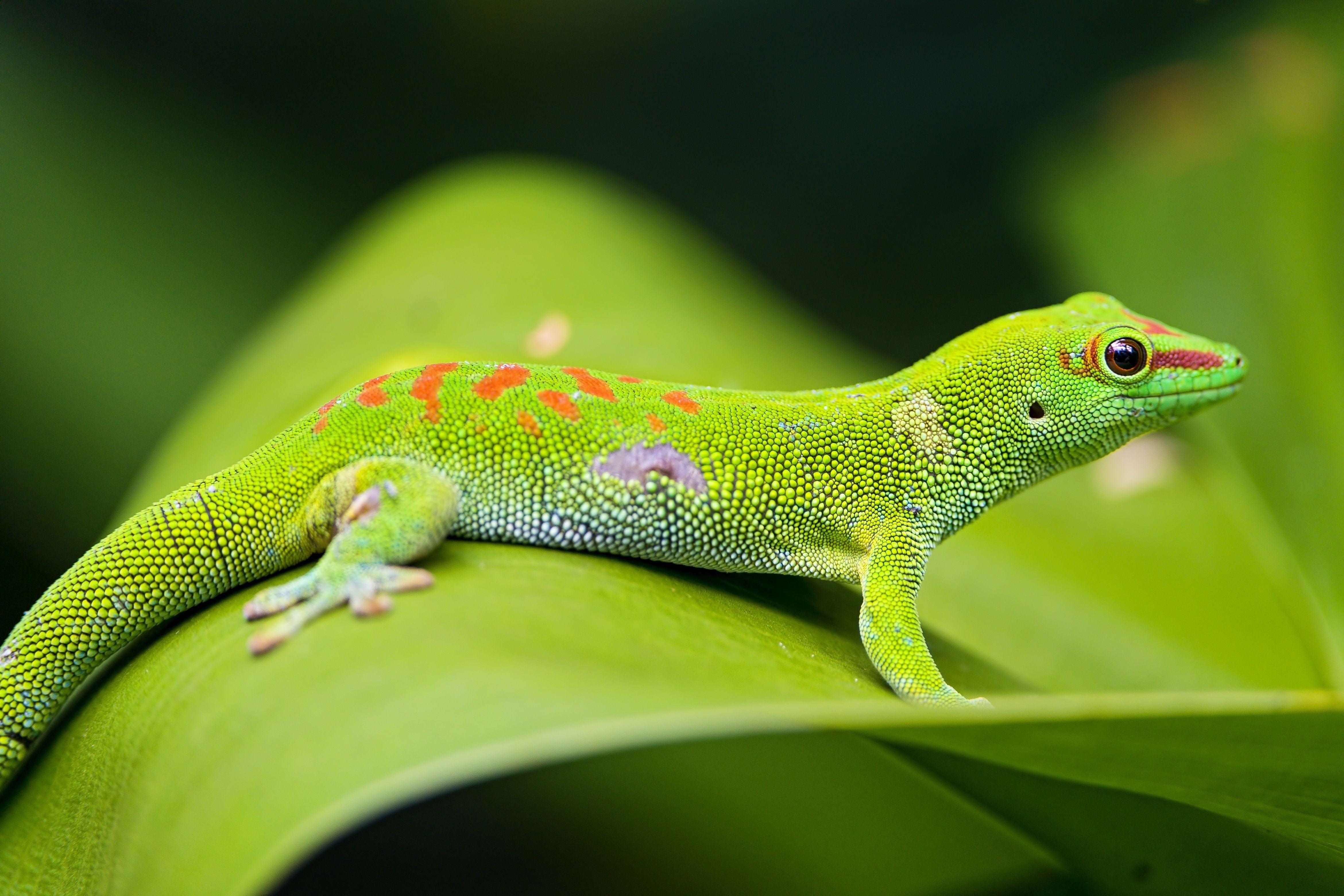 Lizard Desktop Wallpapers - Top Free Lizard Desktop Backgrounds ...