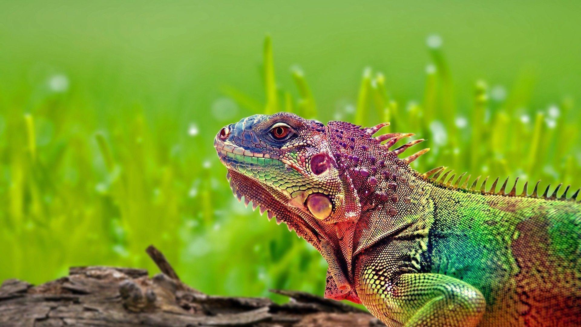 Lizard Desktop Wallpapers - Top Free Lizard Desktop Backgrounds ...