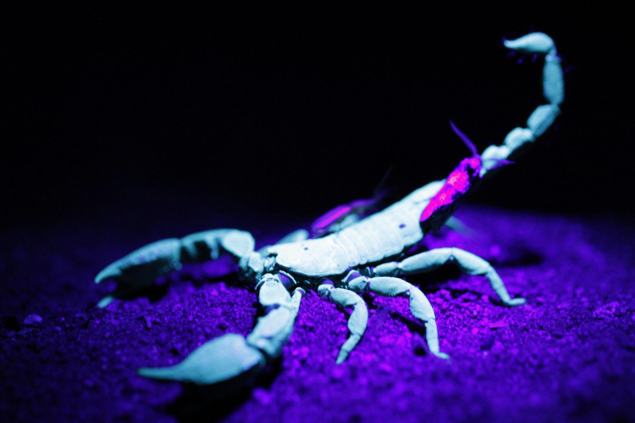 Scorpion Desktop Wallpapers - Top Free Scorpion Desktop Backgrounds ...