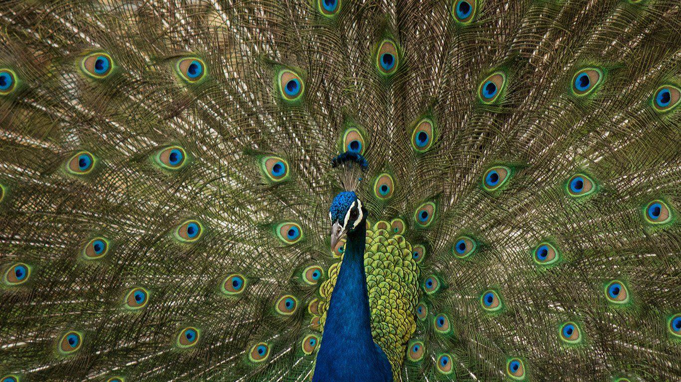 Animal Laptop Wallpapers - Top Free Animal Laptop Backgrounds ...