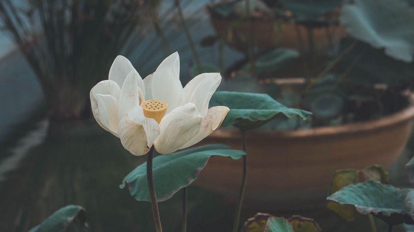 Lotus Flower Laptop Wallpapers - Top Free Lotus Flower Laptop ...