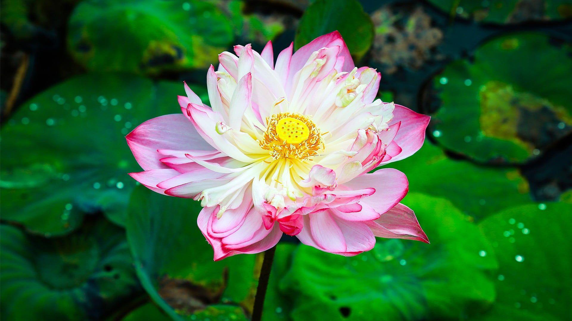 Lotus Flower Laptop Wallpapers - Top Free Lotus Flower Laptop ...
