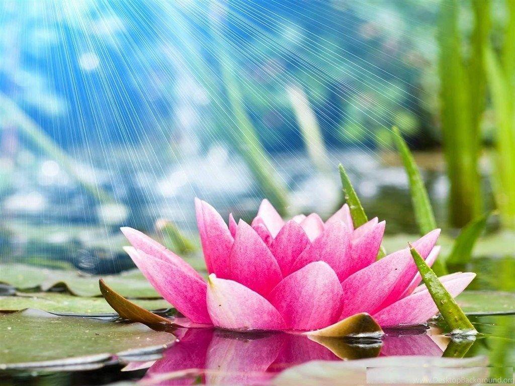 Lotus Flower Laptop Wallpapers - Top Free Lotus Flower Laptop ...