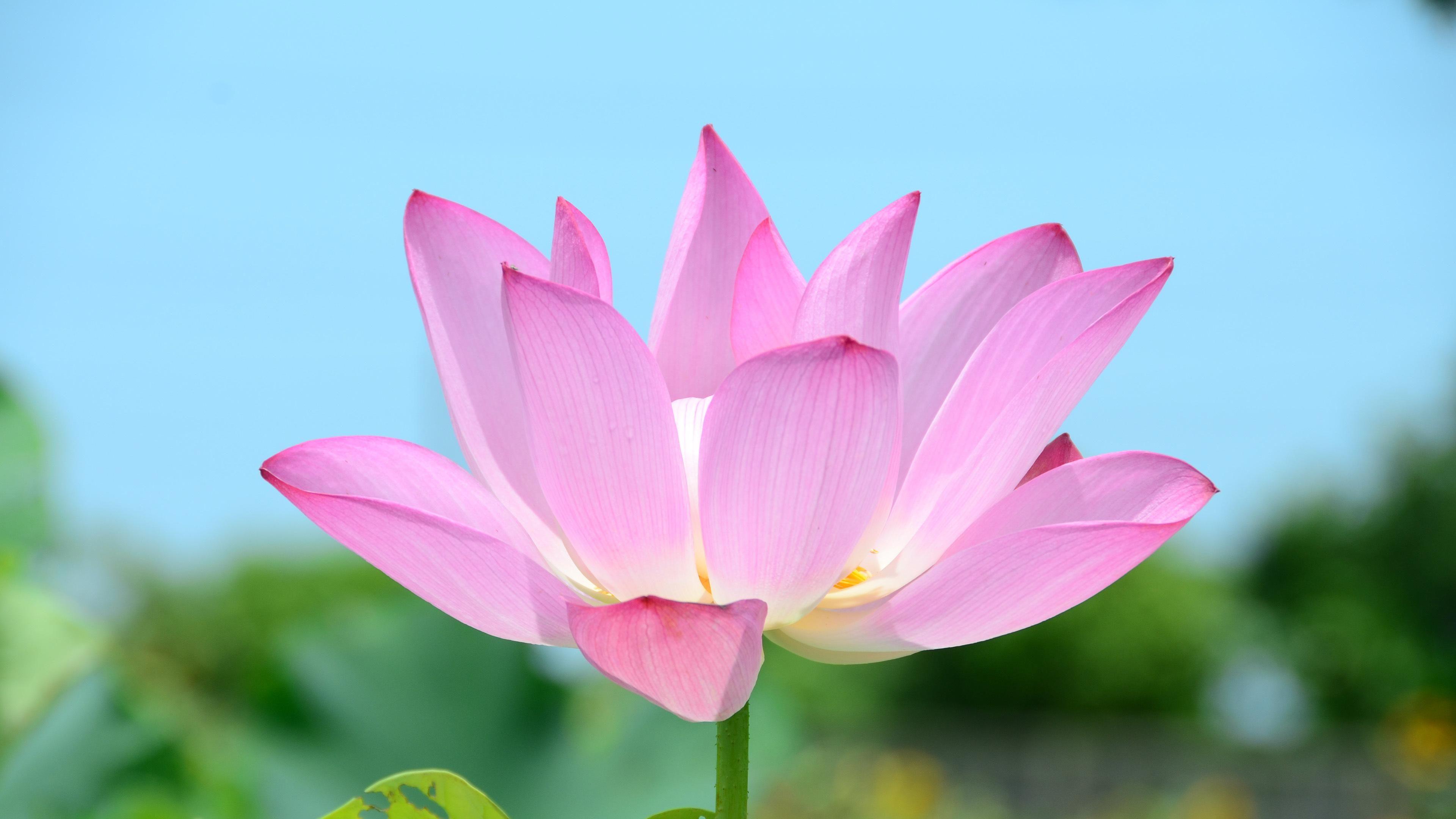 Lotus Flower Laptop Wallpapers - Top Free Lotus Flower Laptop ...