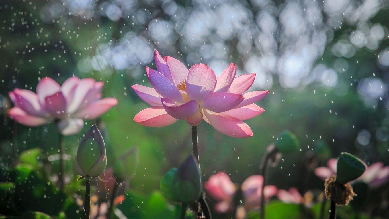 Lotus Flower Laptop Wallpapers - Top Free Lotus Flower Laptop ...