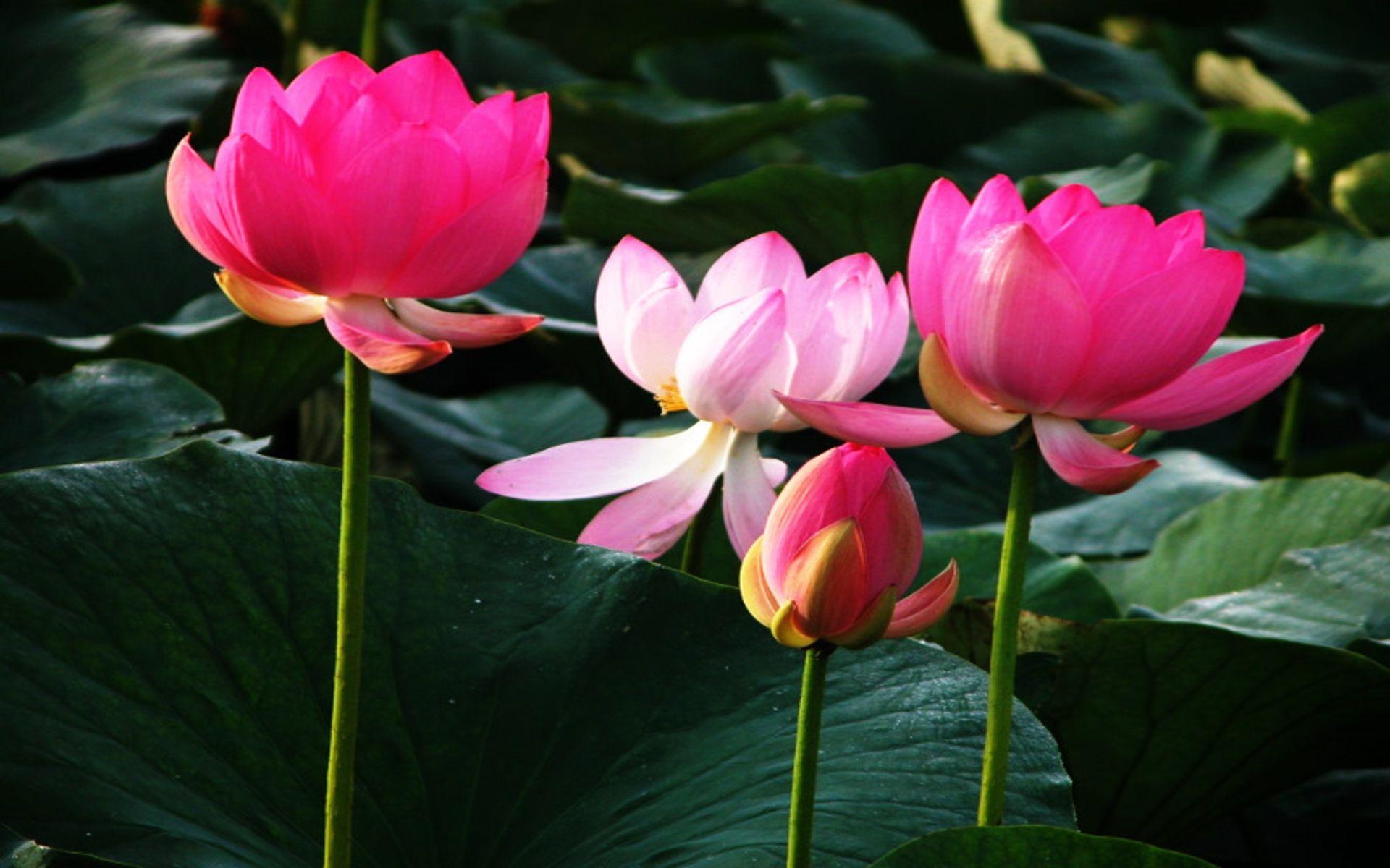 Lotus Flower Laptop Wallpapers - Top Free Lotus Flower Laptop ...