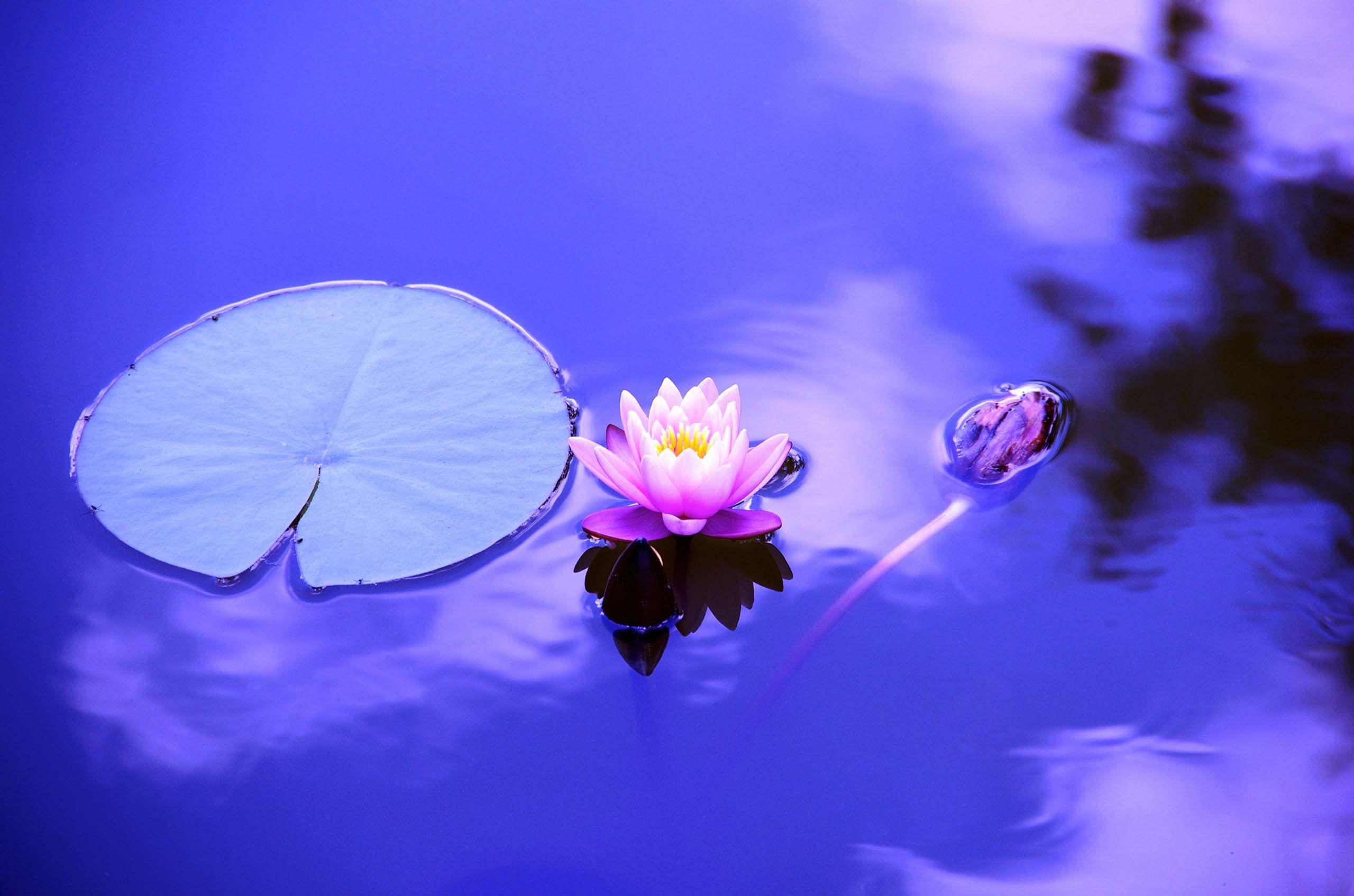 Lotus Flower Laptop Wallpapers - Top Free Lotus Flower Laptop ...