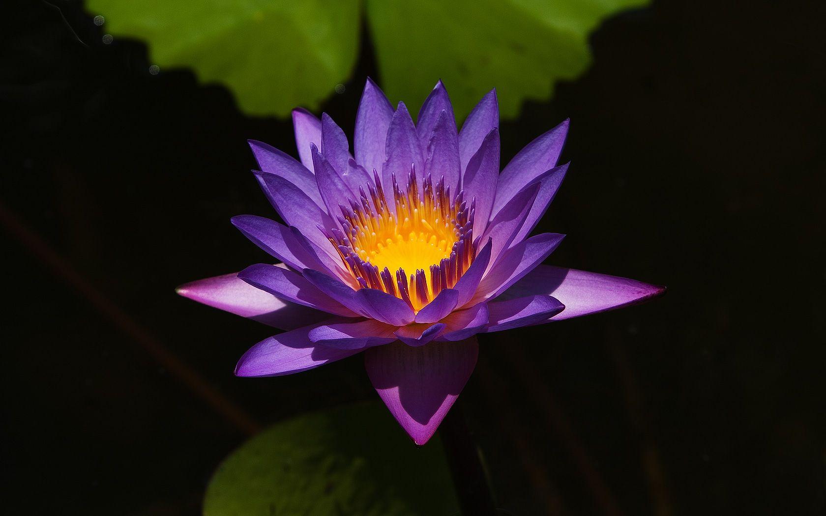 Lotus Flower Laptop Wallpapers - Top Free Lotus Flower Laptop ...