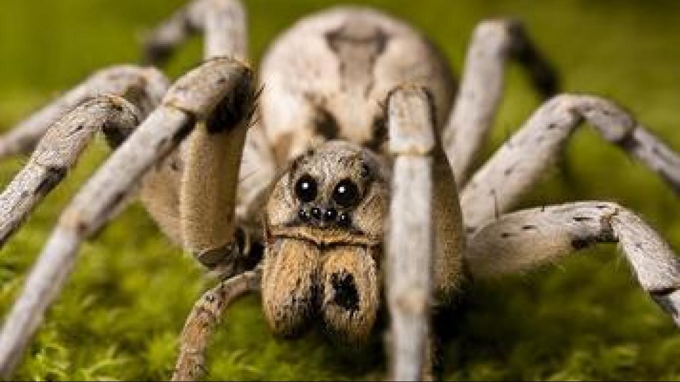 Spider HD Wallpapers - Top Free Spider HD Backgrounds - WallpaperAccess