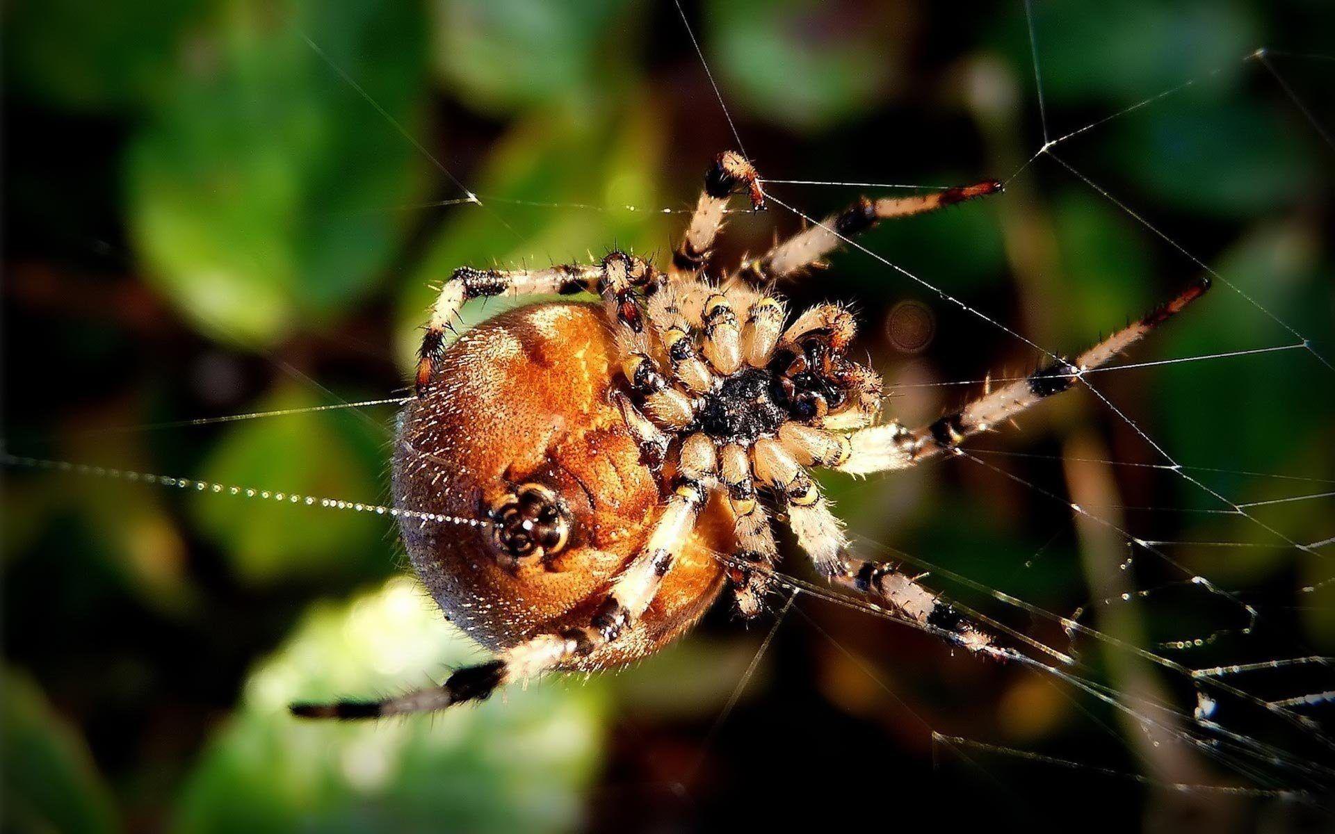Spider HD Wallpapers - Top Free Spider HD Backgrounds - WallpaperAccess