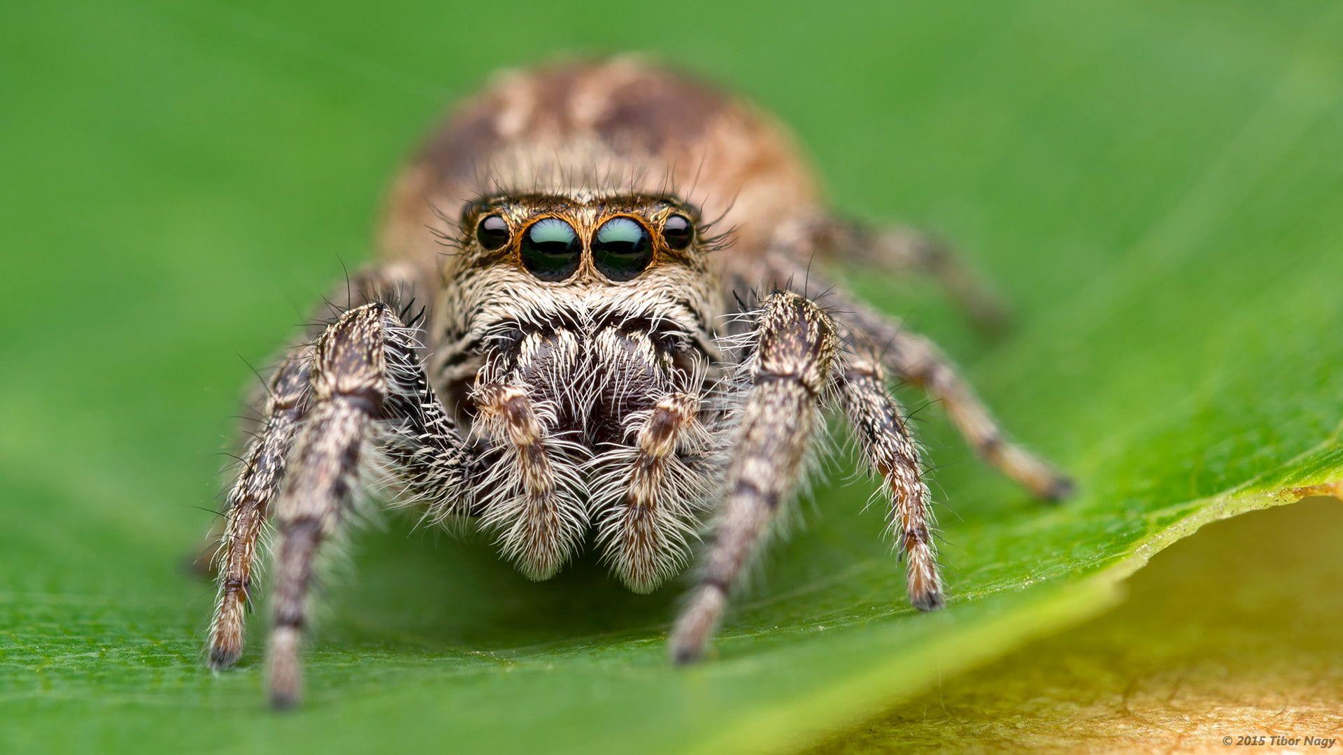 Spider HD Wallpapers - Top Free Spider HD Backgrounds - WallpaperAccess