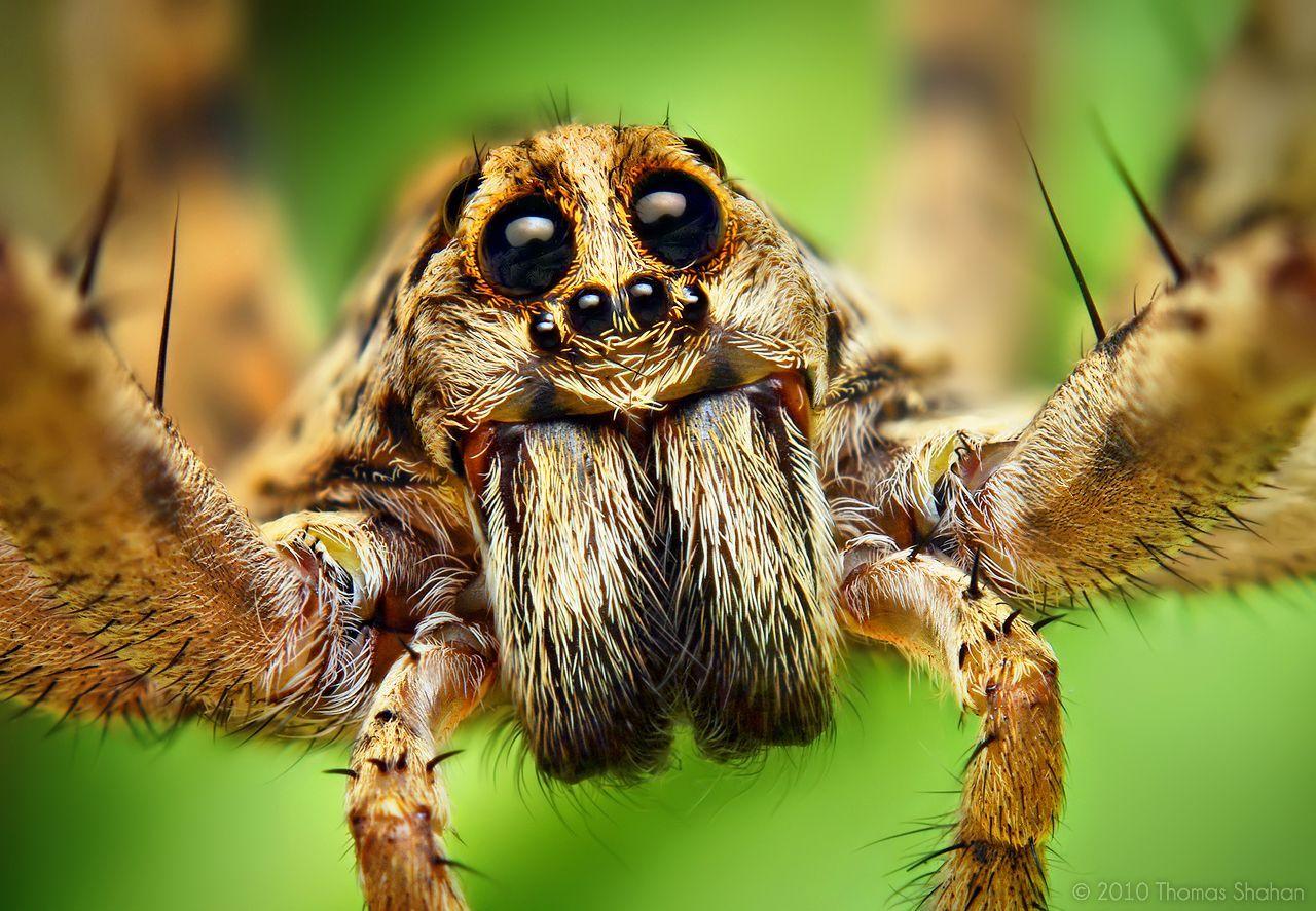 Spider HD Wallpapers - Top Free Spider HD Backgrounds - WallpaperAccess