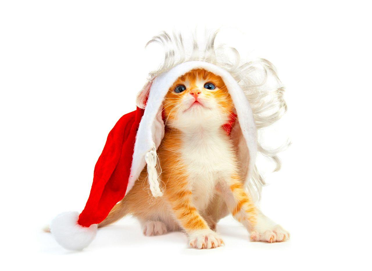 Funny Christmas Animal Wallpapers - Top Free Funny Christmas Animal ...