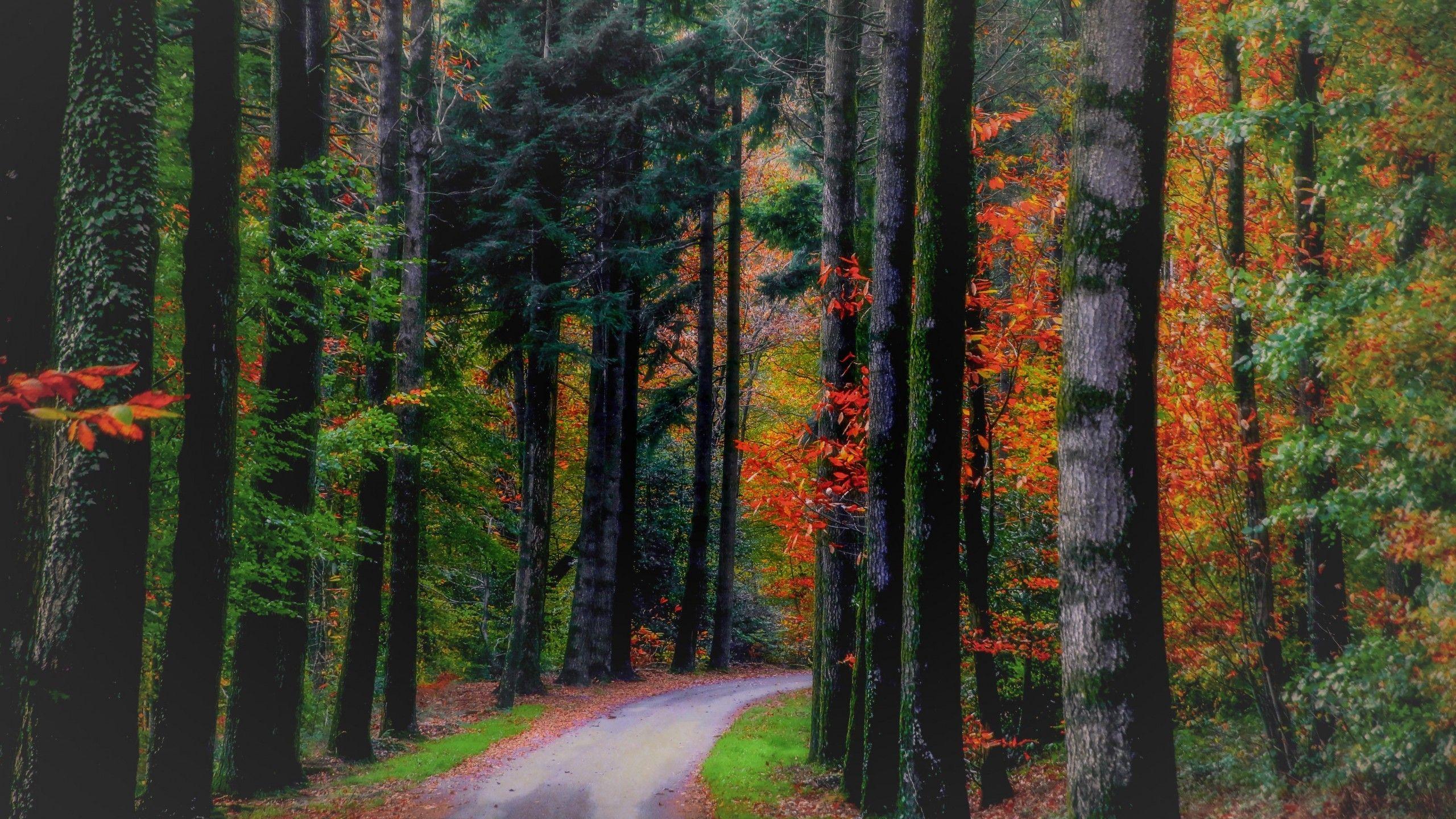 Autumn Rain Forest Wallpapers - Top Free Autumn Rain Forest Backgrounds ...