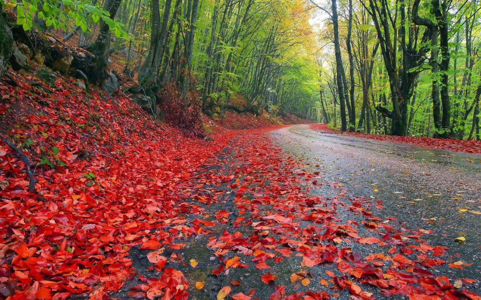 Autumn Rain Forest Wallpapers - Top Free Autumn Rain Forest Backgrounds ...