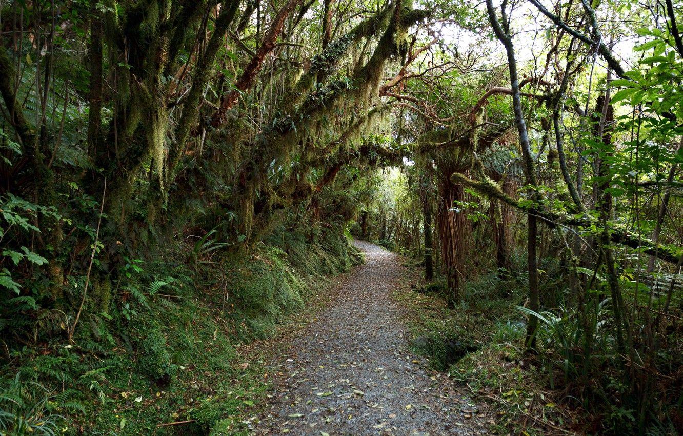 Autumn Rain Forest Wallpapers - Top Free Autumn Rain Forest Backgrounds ...