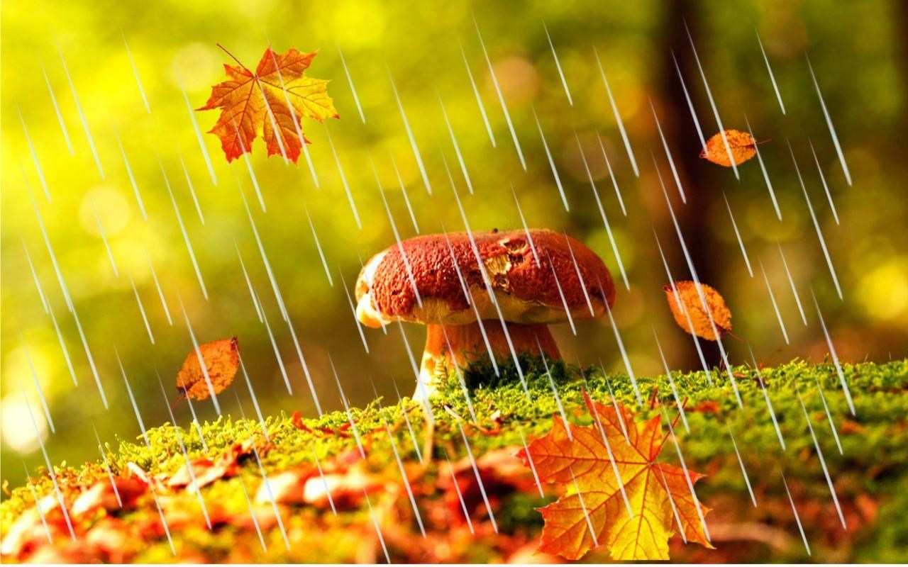 Autumn Rain Forest Wallpapers - Top Free Autumn Rain Forest Backgrounds ...