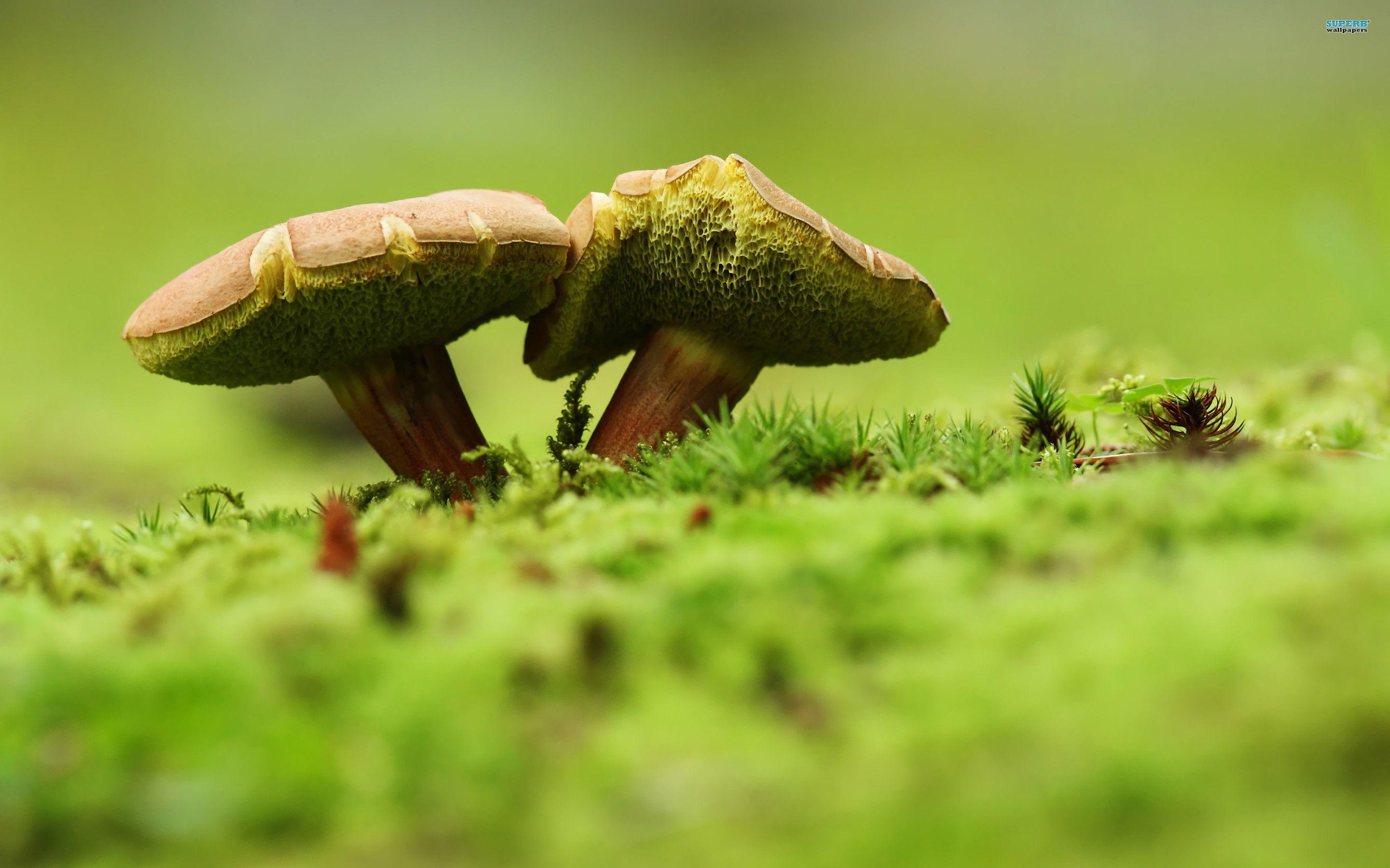 Cute Mushroom Wallpapers - Top Free Cute Mushroom Backgrounds ...