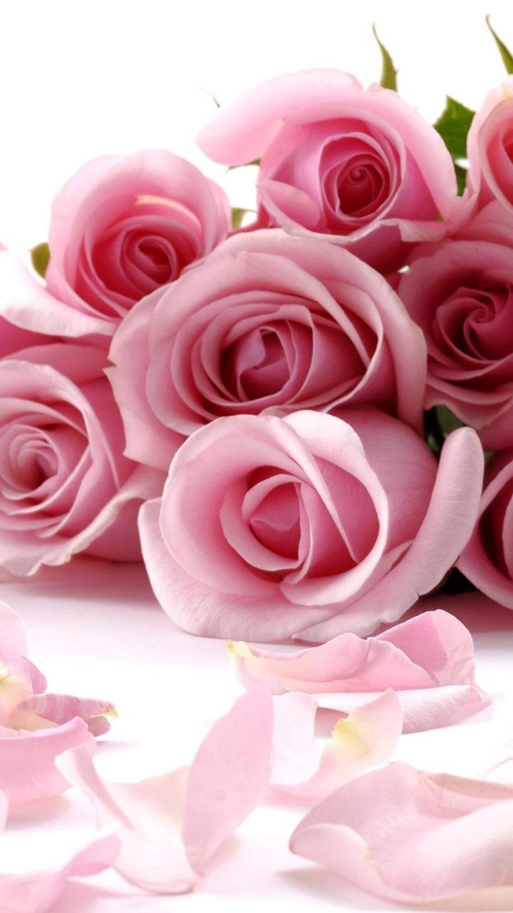 Beautiful Rose Wallpapers - Top Free Beautiful Rose Backgrounds ...