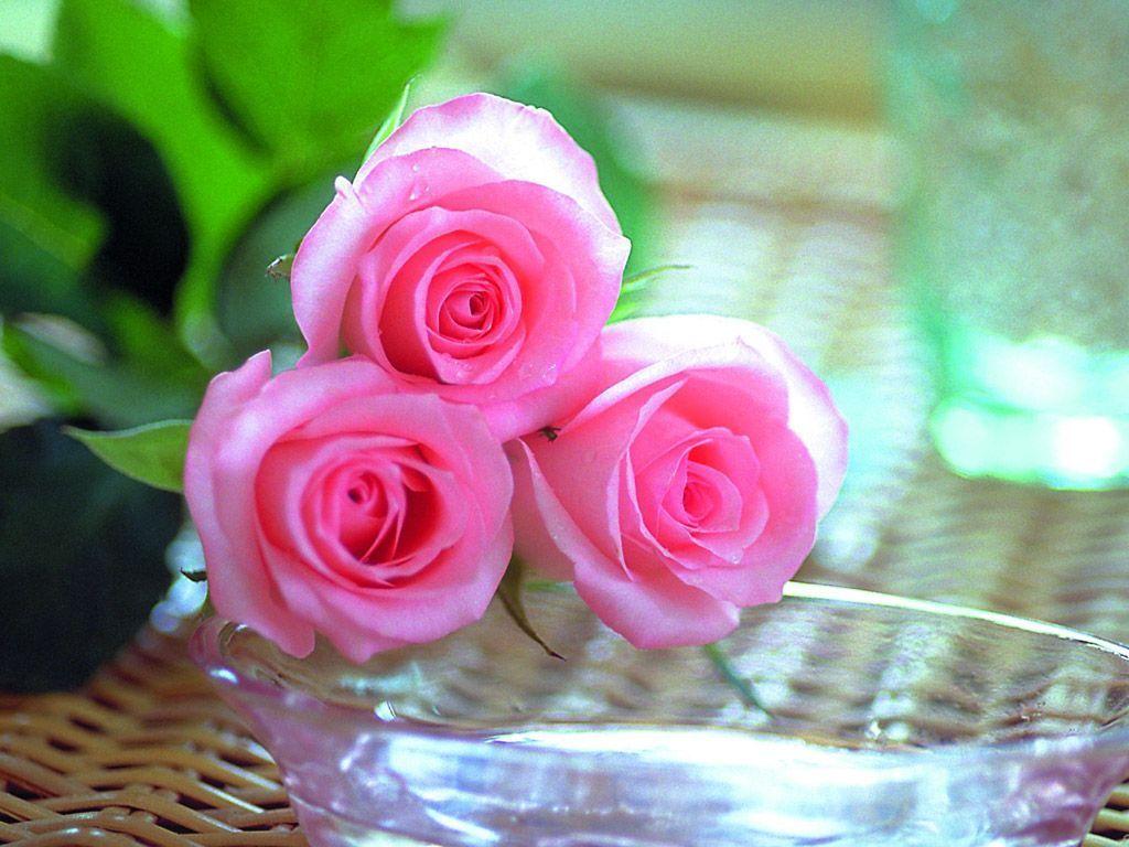 Cute Rose Wallpapers - Top Free Cute Rose Backgrounds - WallpaperAccess