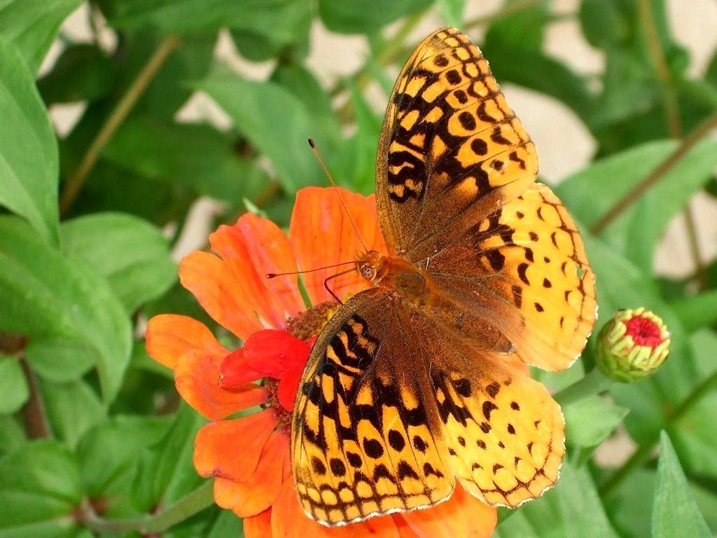Butterfly Garden Wallpapers - Top Free Butterfly Garden Backgrounds ...