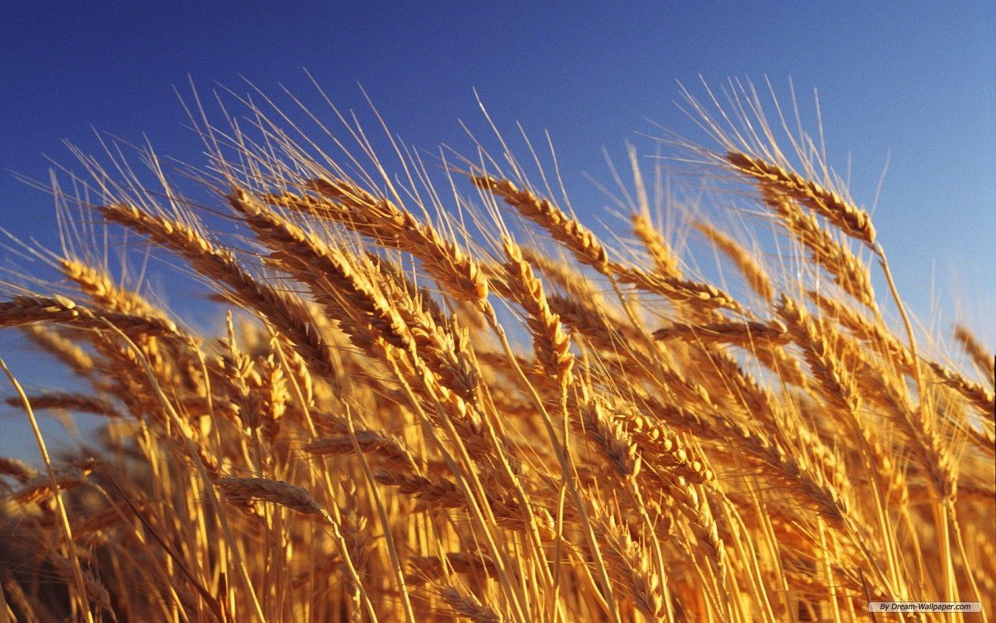 Harvest Wallpapers - Top Free Harvest Backgrounds - WallpaperAccess