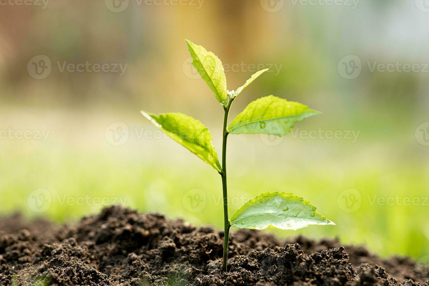 Sapling Wallpapers - Top Free Sapling Backgrounds - WallpaperAccess