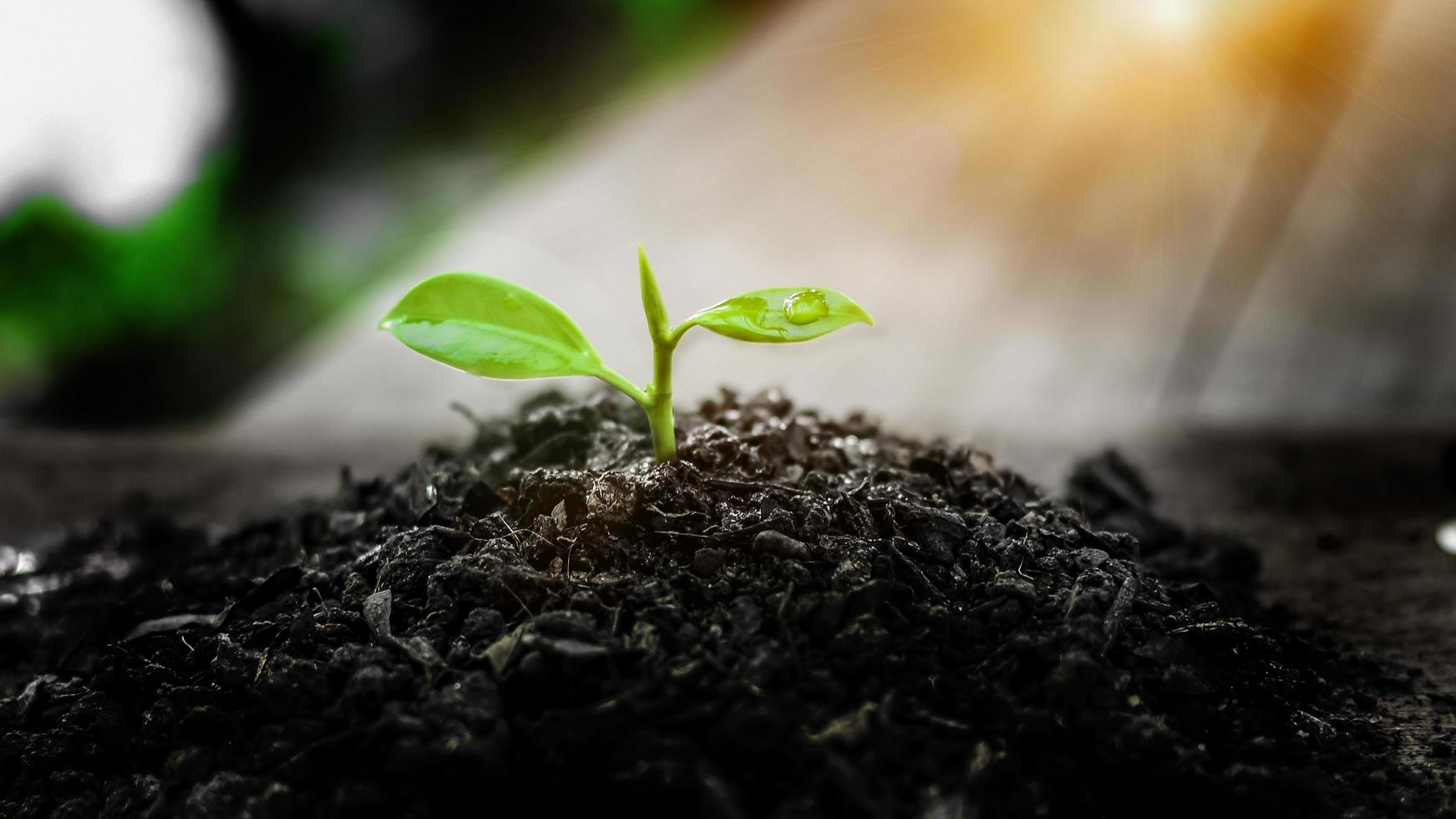 Sapling Wallpapers - Top Free Sapling Backgrounds - WallpaperAccess