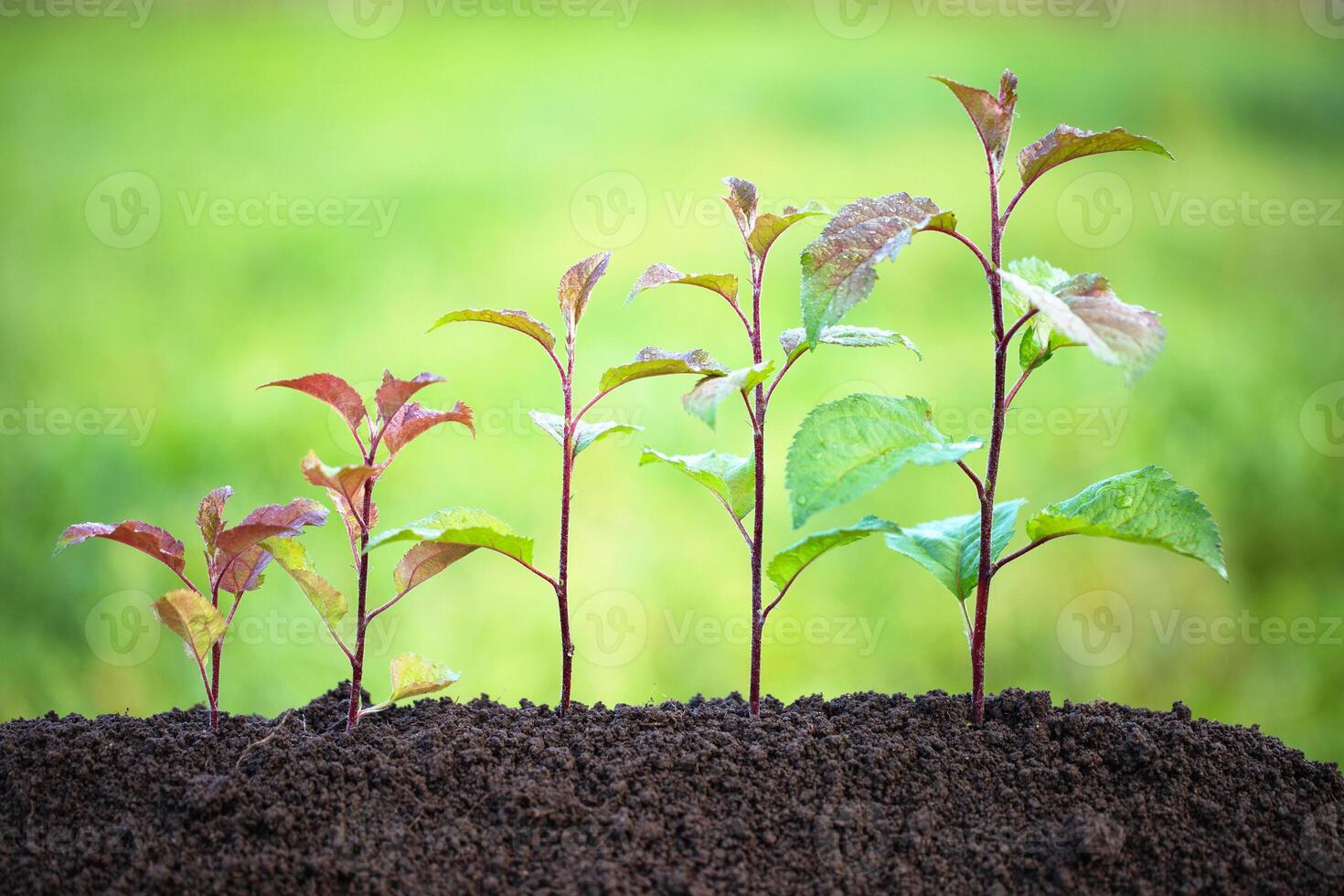 Sapling Wallpapers - Top Free Sapling Backgrounds - WallpaperAccess