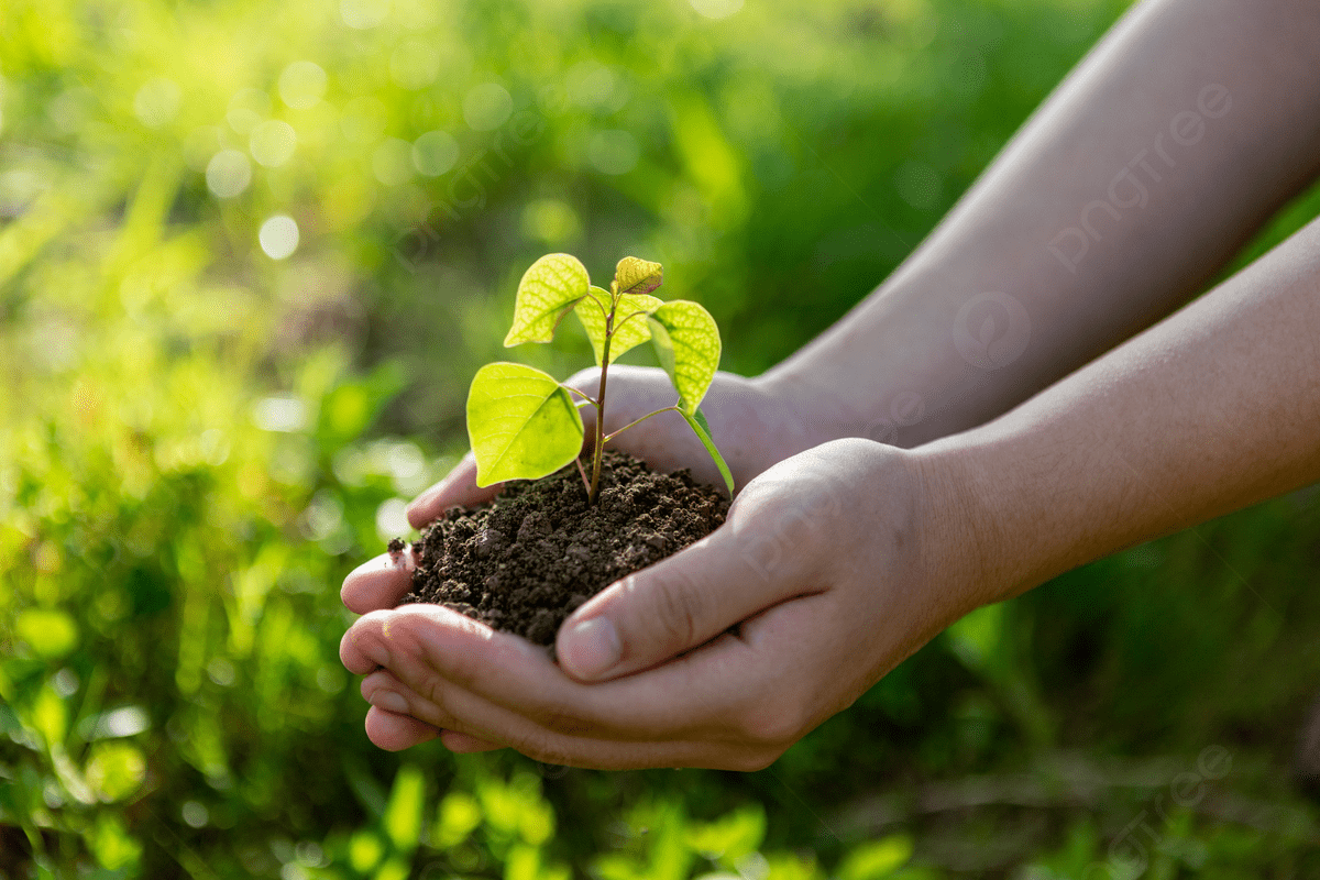 Sapling Wallpapers - Top Free Sapling Backgrounds - WallpaperAccess