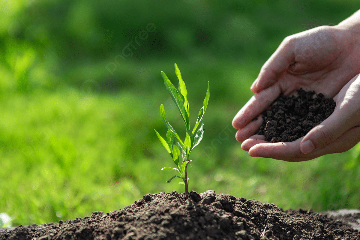 Sapling Wallpapers - Top Free Sapling Backgrounds - WallpaperAccess