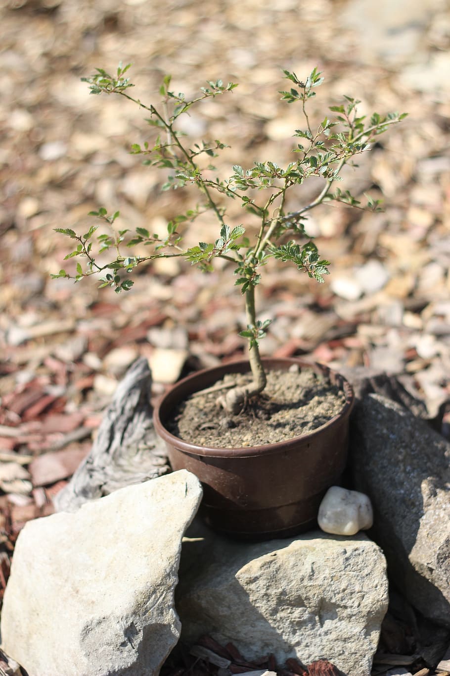 Sapling Wallpapers - Top Free Sapling Backgrounds - WallpaperAccess