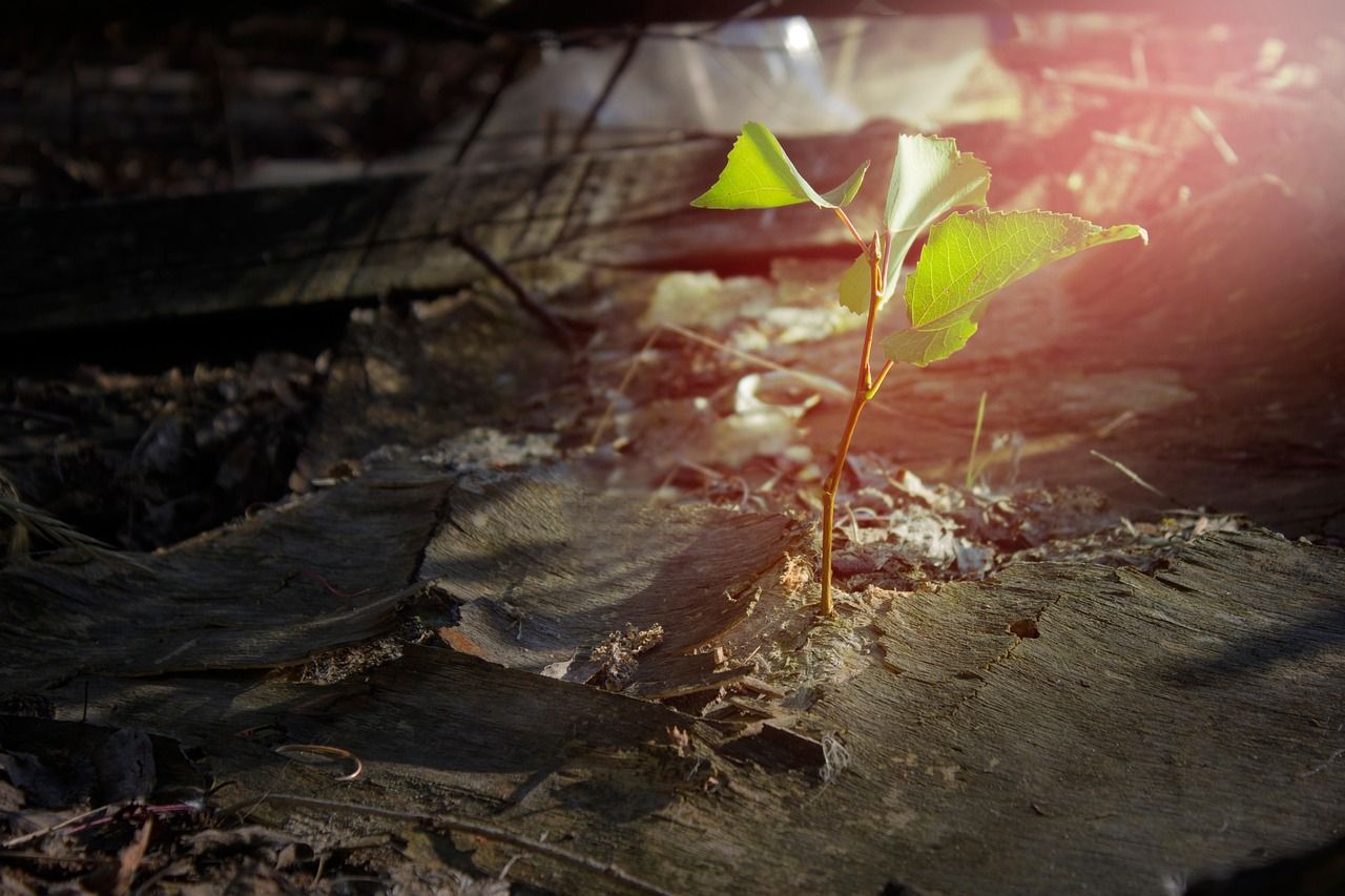 Sapling Wallpapers - Top Free Sapling Backgrounds - WallpaperAccess