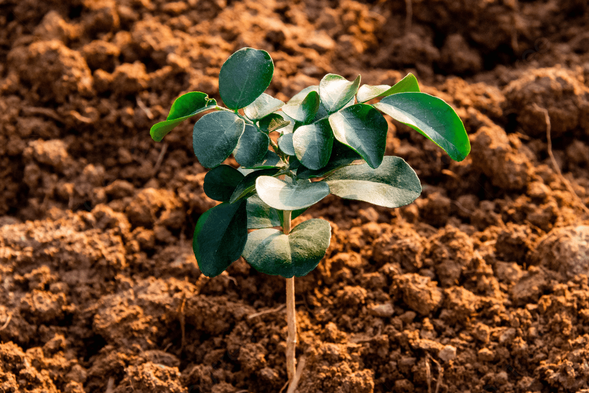 Sapling Wallpapers - Top Free Sapling Backgrounds - WallpaperAccess