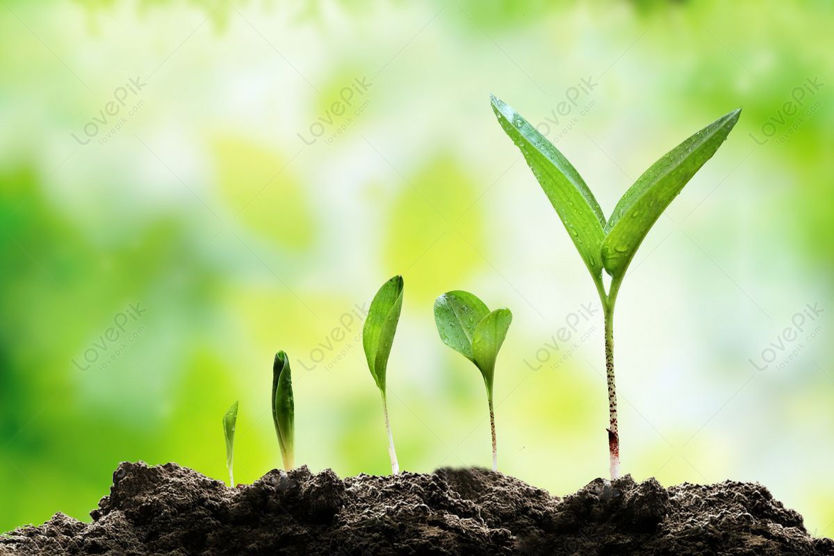 Sapling Wallpapers - Top Free Sapling Backgrounds - WallpaperAccess