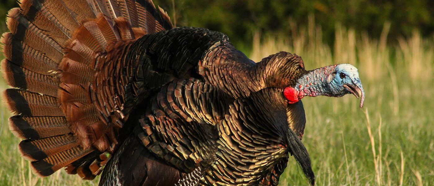 NWTF Wallpapers - Top Free NWTF Backgrounds - WallpaperAccess
