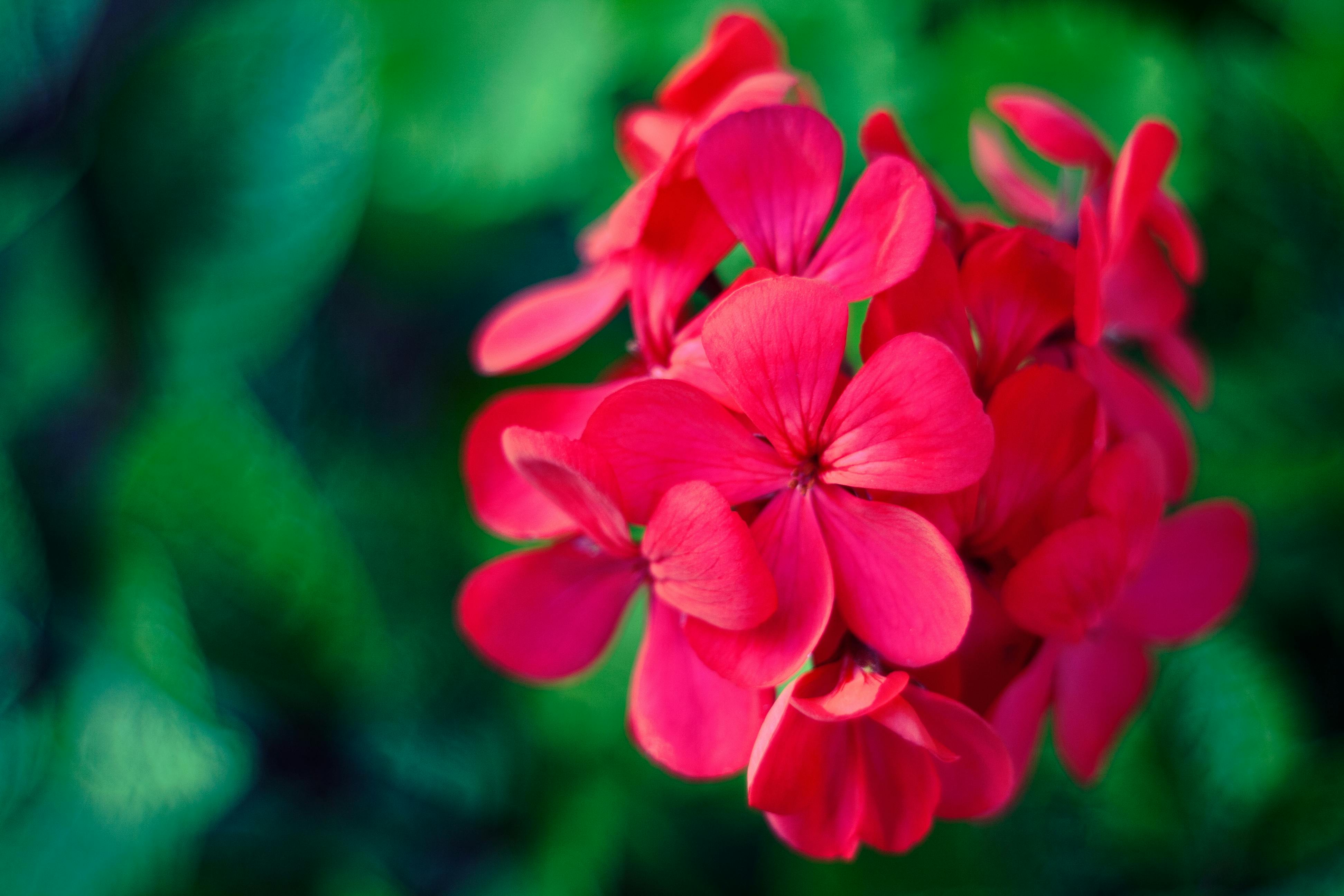 Geranium Wallpapers - Top Free Geranium Backgrounds - WallpaperAccess
