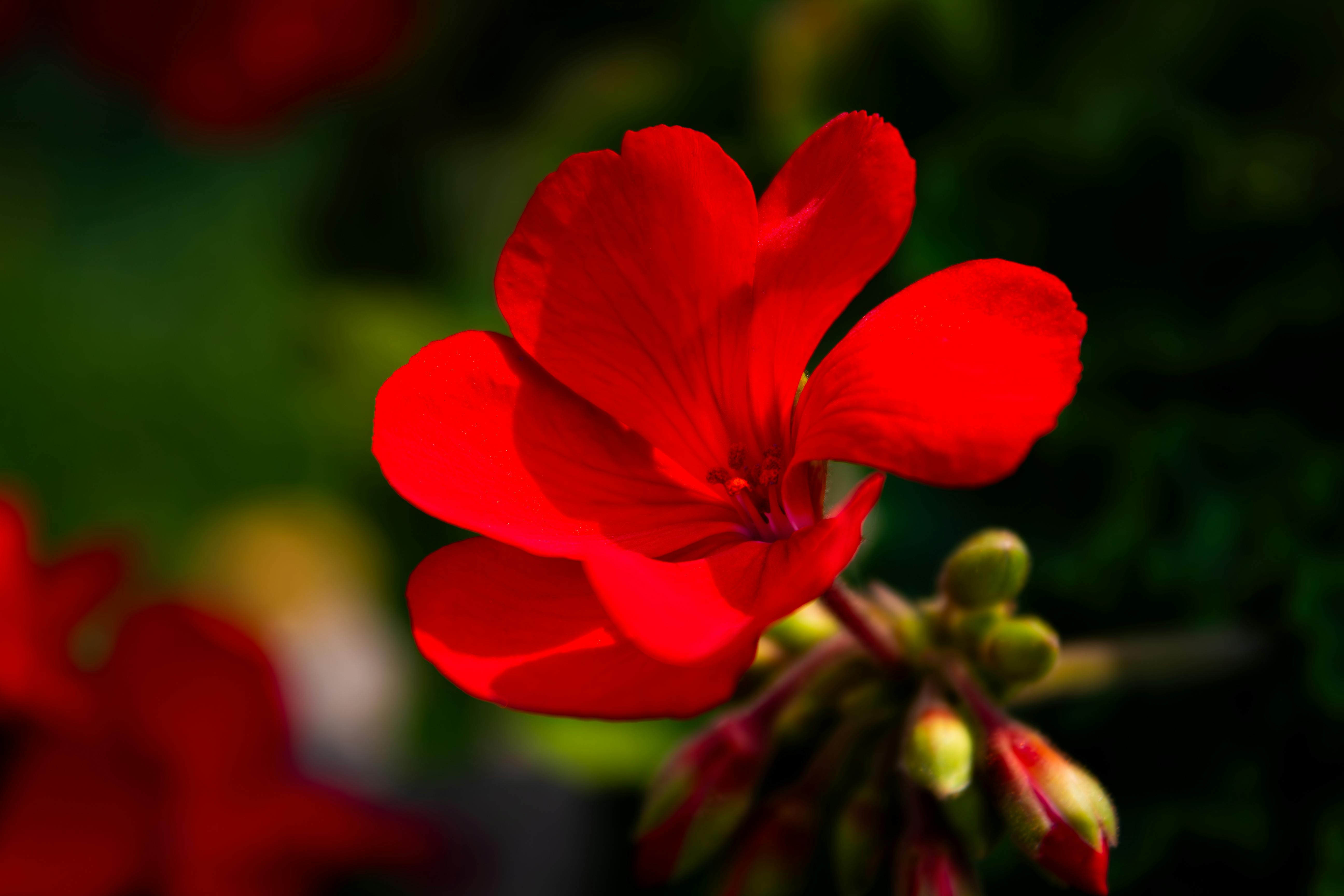 Geranium Wallpapers - Top Free Geranium Backgrounds - WallpaperAccess