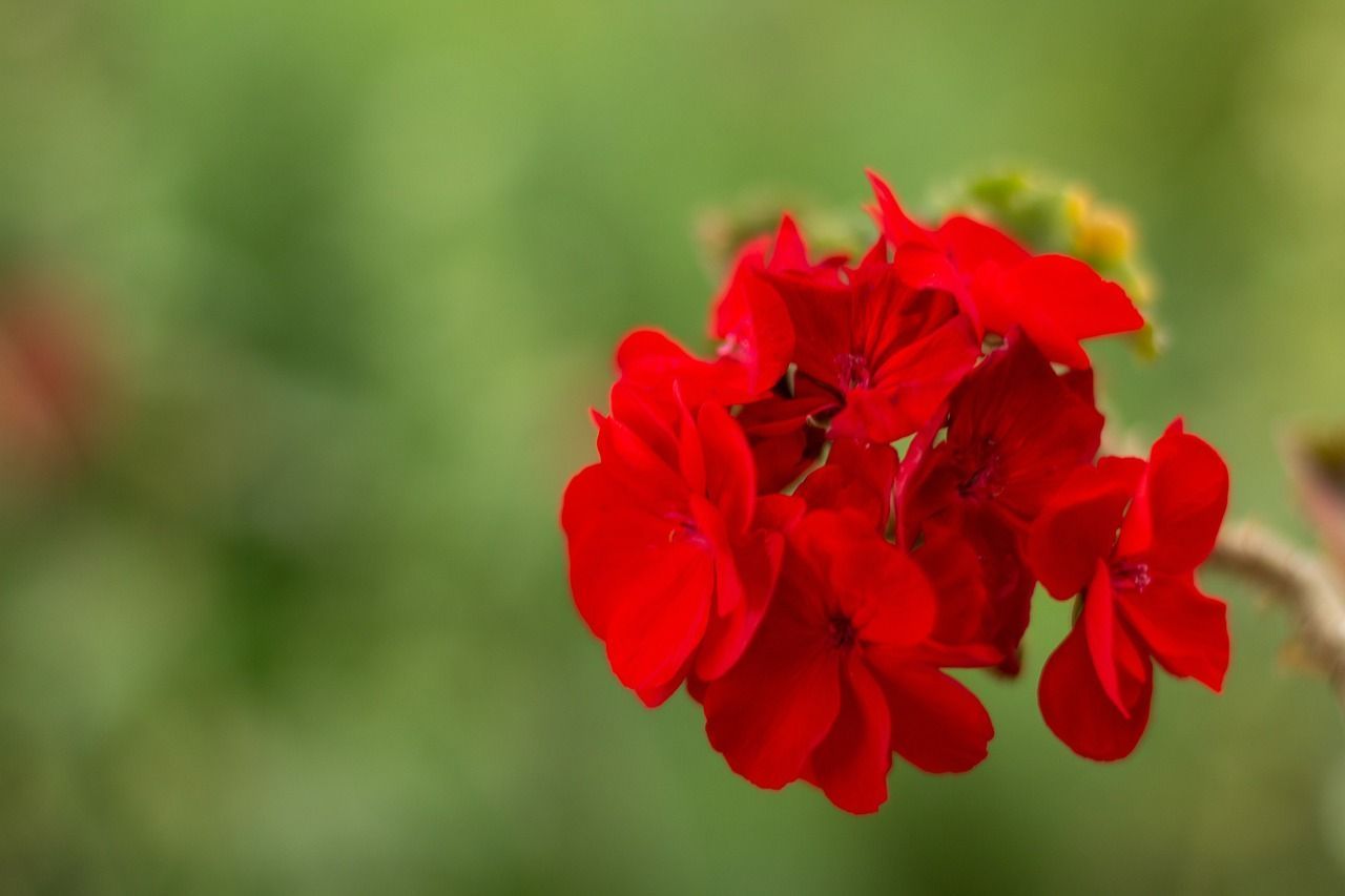 Geranium Wallpapers - Top Free Geranium Backgrounds - WallpaperAccess