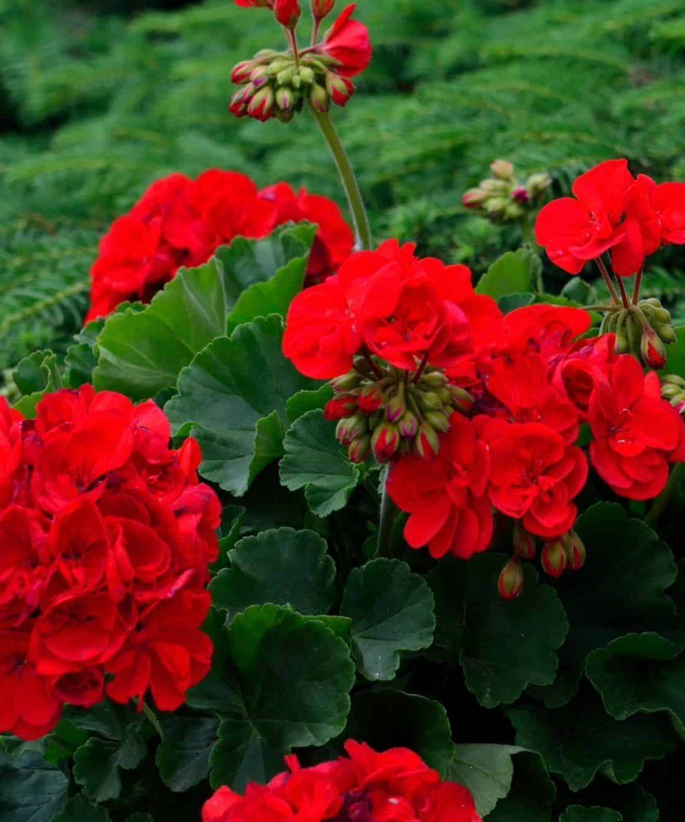 Geranium Wallpapers - Top Free Geranium Backgrounds - WallpaperAccess