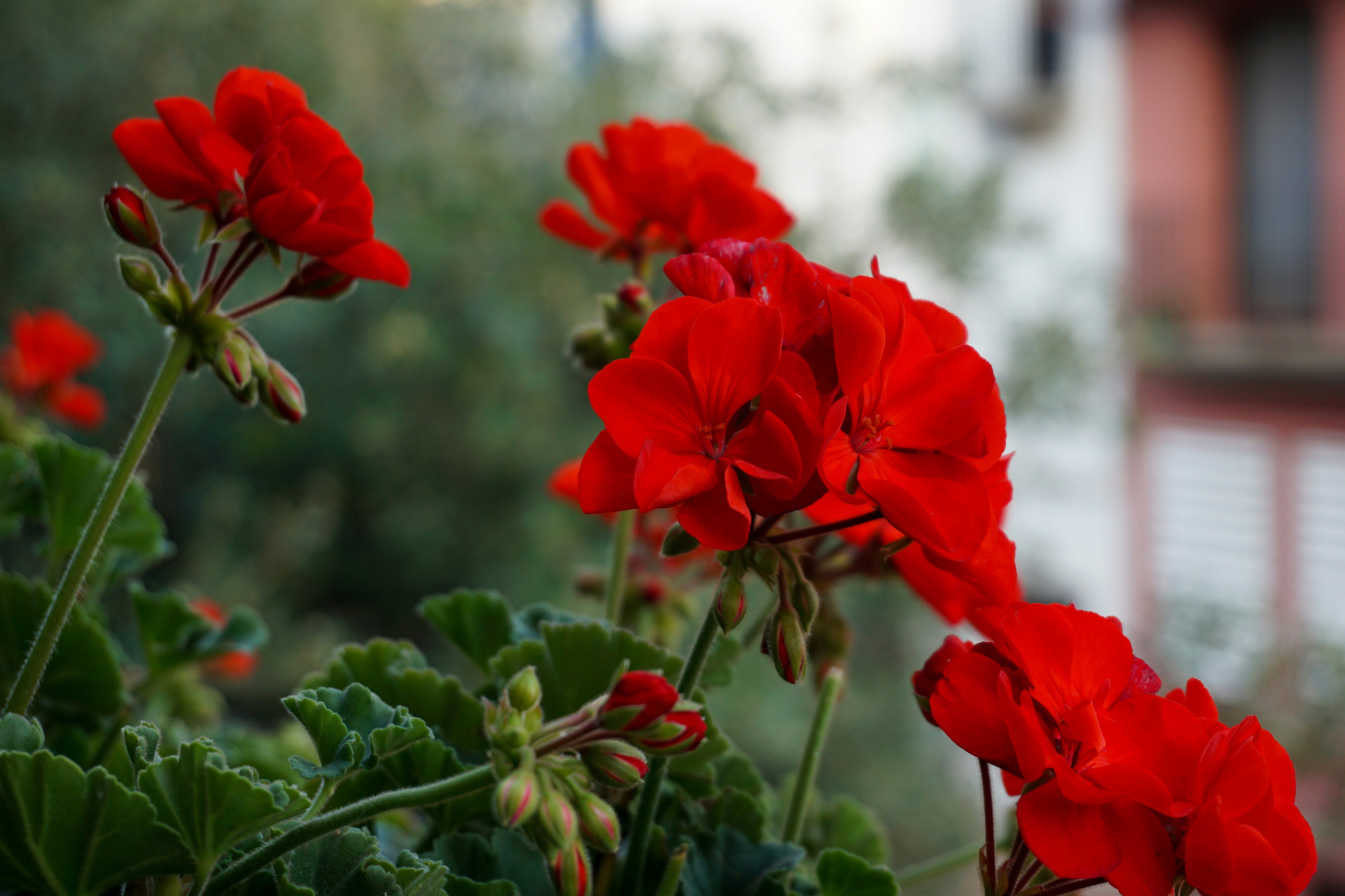 Geranium Wallpapers - Top Free Geranium Backgrounds - WallpaperAccess