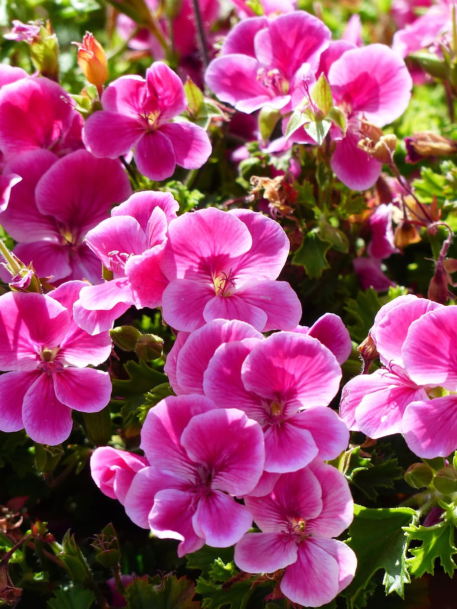Geranium Wallpapers - Top Free Geranium Backgrounds - WallpaperAccess