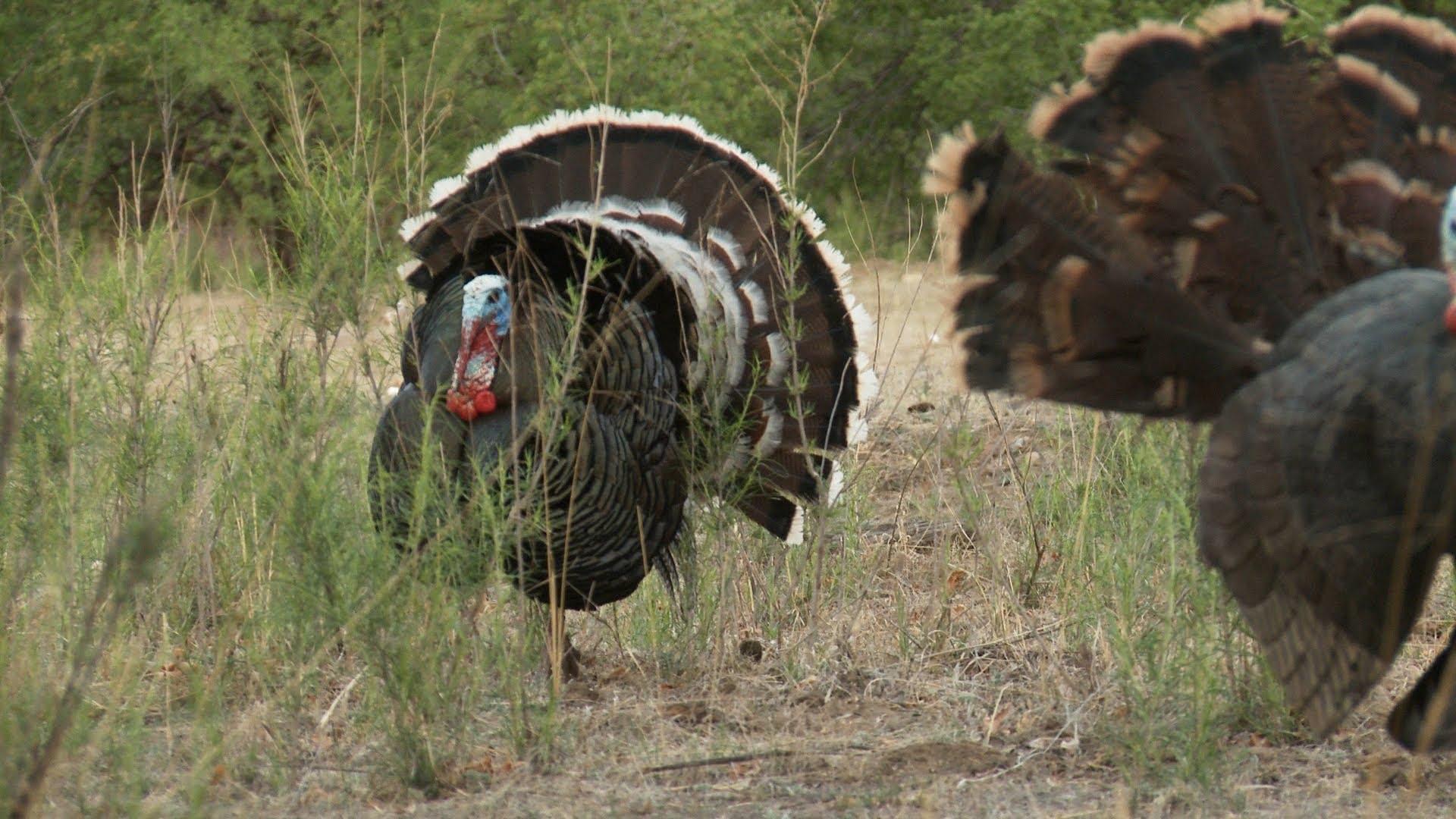 NWTF Wallpapers - Top Free NWTF Backgrounds - WallpaperAccess